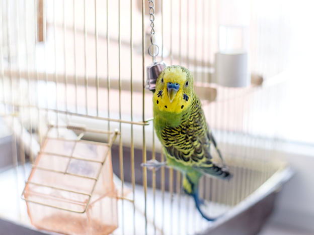 What are the must-have bird accessories and supplies you have to buy ...