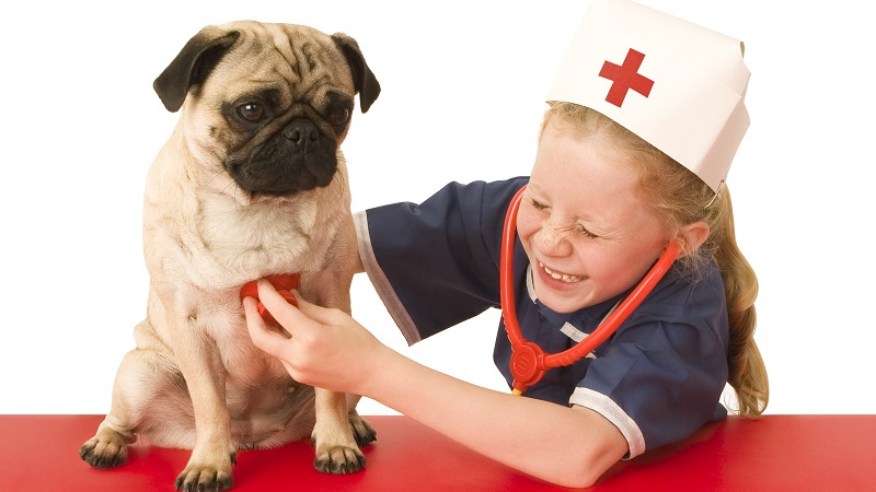 Dog medical emergency guide: are you prepared? - Pet Resources